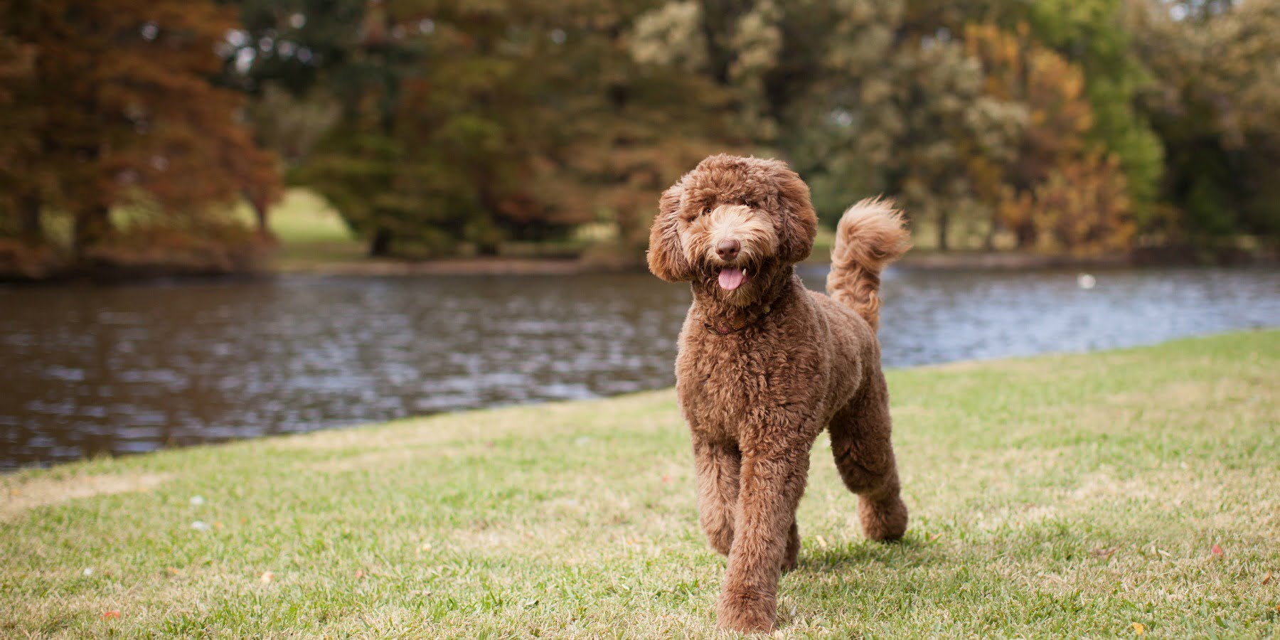 Home Labradoodle By Cucciolini: Top Breeder & Puppies in Ontario